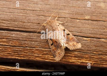 Orthosia gothica Family Noctuidae Genus Orthosia Hebrew character moth ...