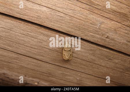 Diurnea fagella Family Lypusidae Genus Diurnea March dagger moth March ...