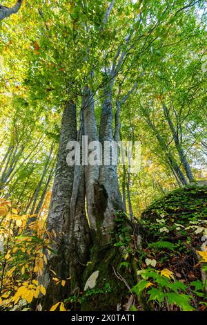 Mount Hachimantai, Beech forest, autumn foliage, Kazuno city, Akita ...