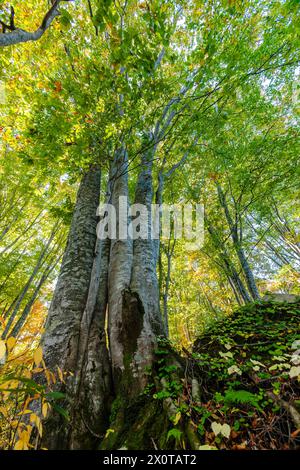 Mount Hachimantai, Beech forest, autumn foliage, Kazuno city, Akita ...