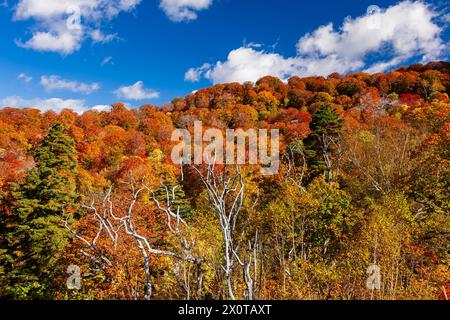 Mount Hachimantai, autumn foliage, Kazuno city, Akita, Japan, East Asia ...