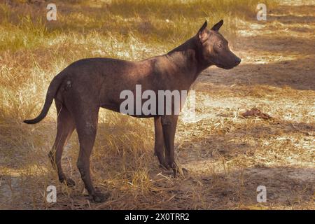 infrared image of loitering stray dog in the by plantation field Stock ...