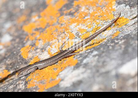 three-toed earless skink (Hemiergis decresiensis), a species of lizard ...