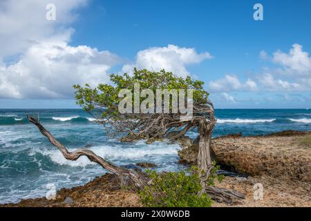 Divi Divi tree on the shoreline of Aruba's north coast Stock Photo - Alamy