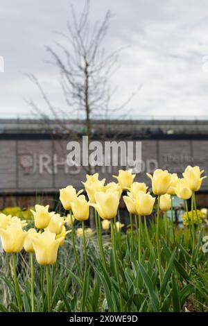 Yellow Triumph tulips (Tulipa) Friendship 1998 bloom in a garden in ...