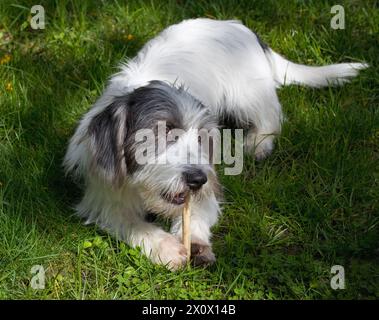Portrait of a dachshund on green grass background, front view Stock ...