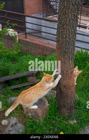 Orange tabby cat scratching a tree trunk Stock Photo - Alamy