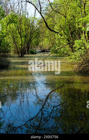 Punta Alberete nature reserve (Ravenna Stock Photo - Alamy