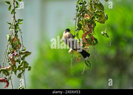 Imlee (Tamarindus indica, Pithecellobium dulce) evergreen tree with ...