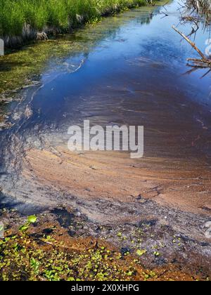Heavily polluted water, surface biofilm, bacterial tuft. Blue-green ...