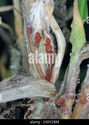 Symptoms of Typhula blight (commonly called gray snow mold or speckled ...