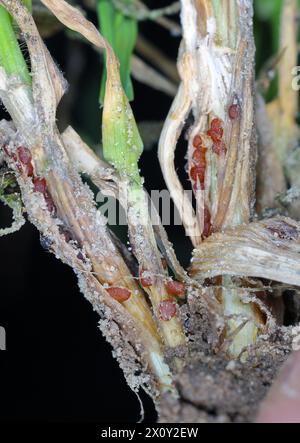 Symptoms of Typhula blight (commonly called gray snow mold or speckled ...