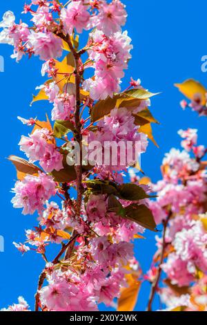 Masses of pink blossom on cherry trees glows under blue skies in the ...
