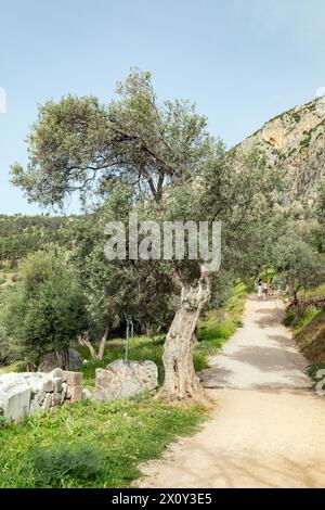 The Delphic Tholos, an archaeological site at Delphi, Greece Stock ...