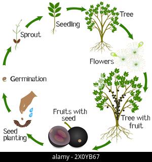 Life cycle of jaboticaba brazilian grape plant on a white background ...