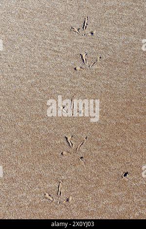 Seagull footprints in sand close up Stock Photo - Alamy