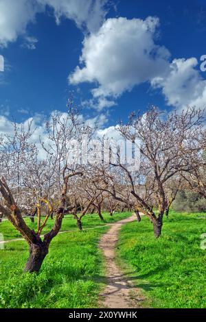 Almond trees in bloom in the park Quinta de los Molinos in Madrid, on ...