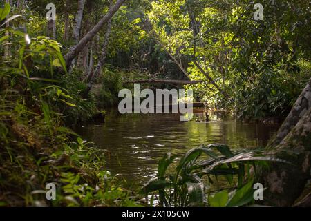 A jungle stream meanders through thick vegetation lit by sunlight in ...