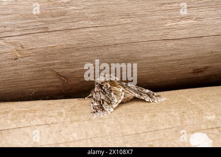 Brachionycha nubeculosa Family Noctuidae Genus Brachionycha Rannoch ...