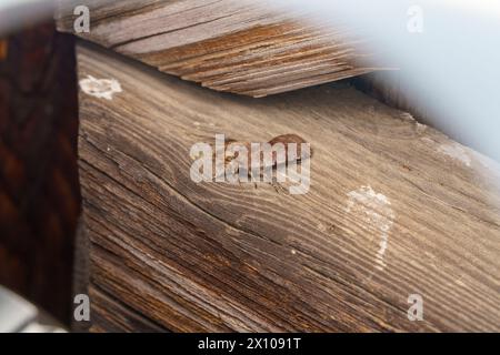 Cerastis rubricosa Family Noctuidae Genus Cerastis Red chestnut moth ...