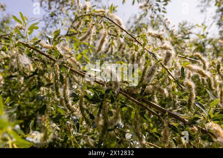 light white fluff from willow in spring, willow during flowering with a ...