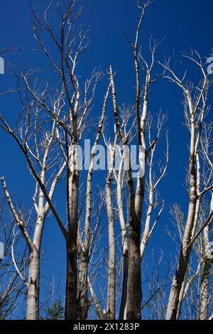 Drying Pine Tree Branch due to disease Stock Photo - Alamy
