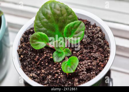 Seedlings of African violet in a pot , green tropical leaves Stock ...