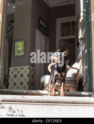Dog at entrance of Mimi Calpe, 1950s French luxury villa and hotel in ...