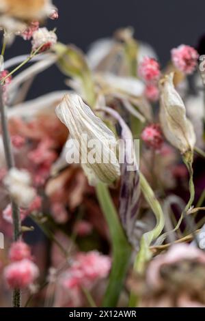 Colorful bouquet of different dried flowers deadwood flowers in the ...