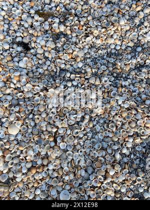 Seashells covering sand Stock Photo - Alamy