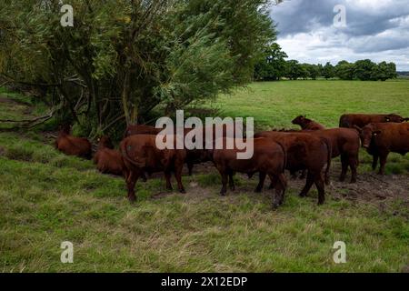 Lincolnshire Red cattle Iken Suffolk Stock Photo - Alamy