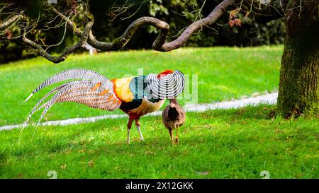 couple of pheasants engaged in a ritual of courtship Stock Photo - Alamy