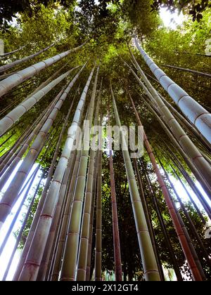 bamboo trees seen from a low angle perspective Stock Photo - Alamy