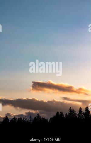 Treetops at sunset, silhouettes against the light, cloud forest, Monte ...