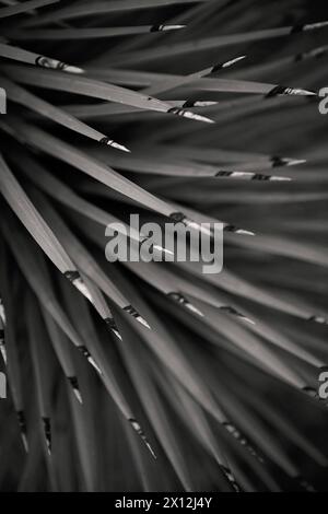 Black and White Joshua Tree Stormy Sky in Joshua Tree National Park ...