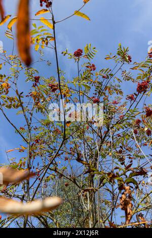 The yellowing foliage of mountain ash in the autumn season, the foliage ...