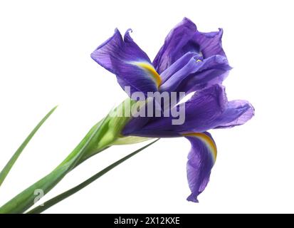 Beautiful violet iris flower isolated on white Stock Photo - Alamy