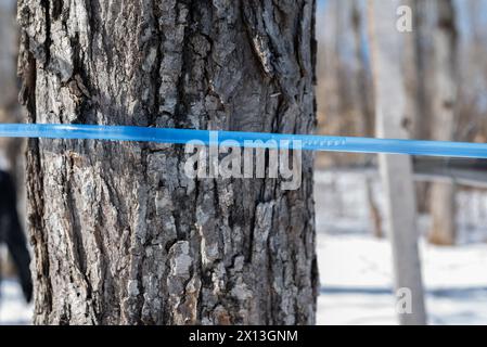 Maple with tube for maple sap (water) harvest Stock Photo - Alamy