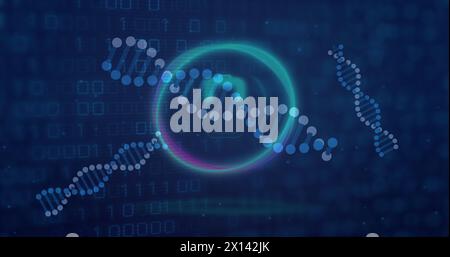 Image of binary coding over dna strand Stock Photo - Alamy