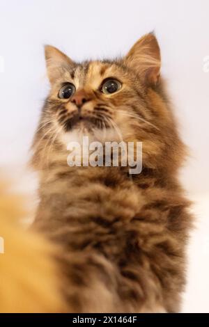 Cute brown tabby long haired domestic cat Stock Photo - Alamy