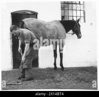 SCOTTISH CAVALRY TRAINING SCHOOL - A horse being shod in the shoeing ...