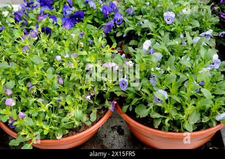 Copenhagen, Denmark /15 April 2024/Flower plants and pots in danish ...