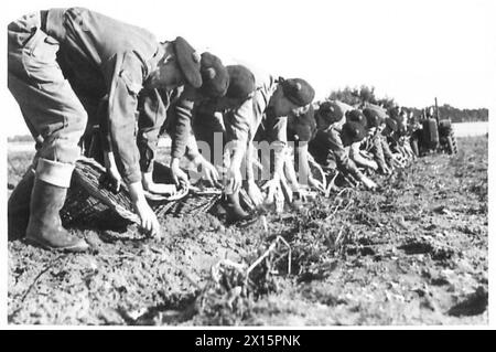 SOLDIERS GATHER IN THE CROPS - Troops gathering in the potato crop ...