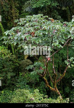 Trumpet tree, Trumpet-tree, Snakewood, Snakewood tree, Mexican bean ...