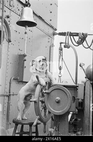 A NAVAL MASCOT ABOARD THE BRITISH DESTROYER VANSITTART. 1941. - The ...
