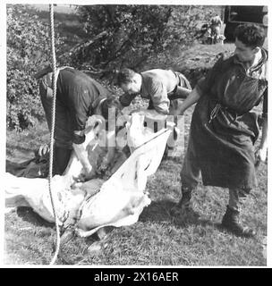 FIELD BUTCHERY IN THE ARMY - A Sergeant butcher looking for any defects ...