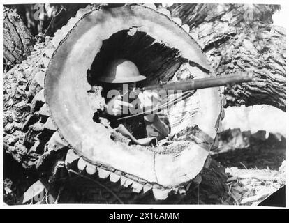 A DIVISIONAL EXERCISE - A sniper well concealed in the hollow trunk of ...