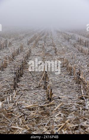 Corn cobs in a field with snow Stock Photo - Alamy
