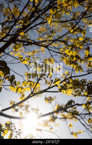 Maple buds on the background of vibrant blue sky Stock Photo - Alamy