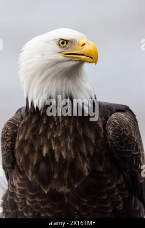 Bald Eagle (Haliaeetus leucocephalus), Ninilchik, Kenai, Alaska, USA ...